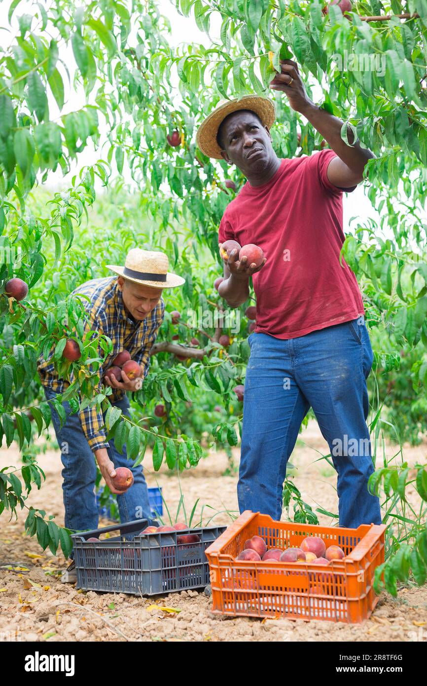 Peach picker hi-res stock photography and images - Alamy
