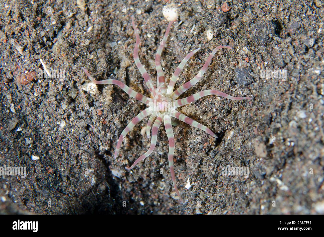 Common Worm Anemone, Edwardsianthus gilbertensis, Batu Ringgit dive ...