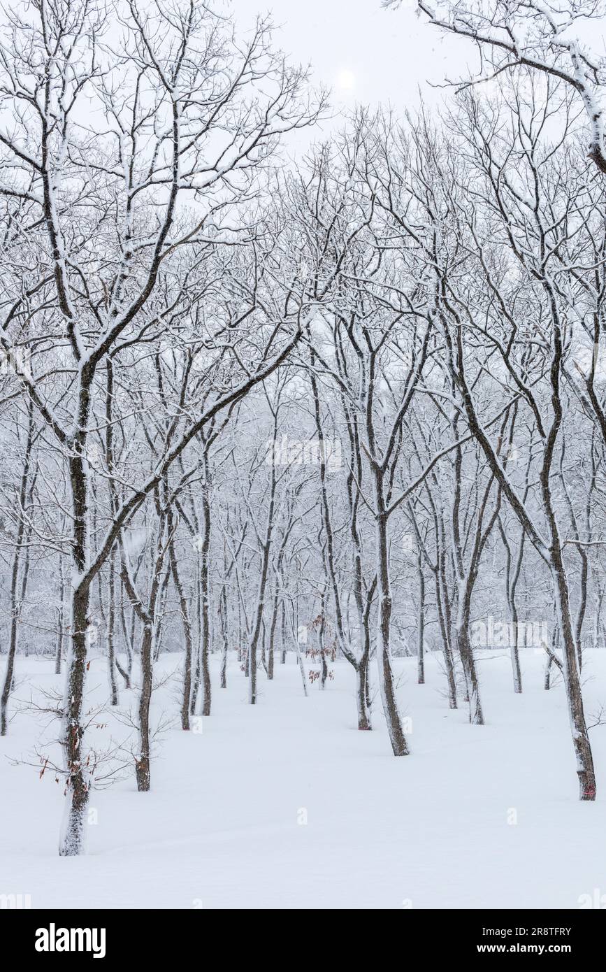 Trees covered with a thin layer of snow Stock Photo - Alamy