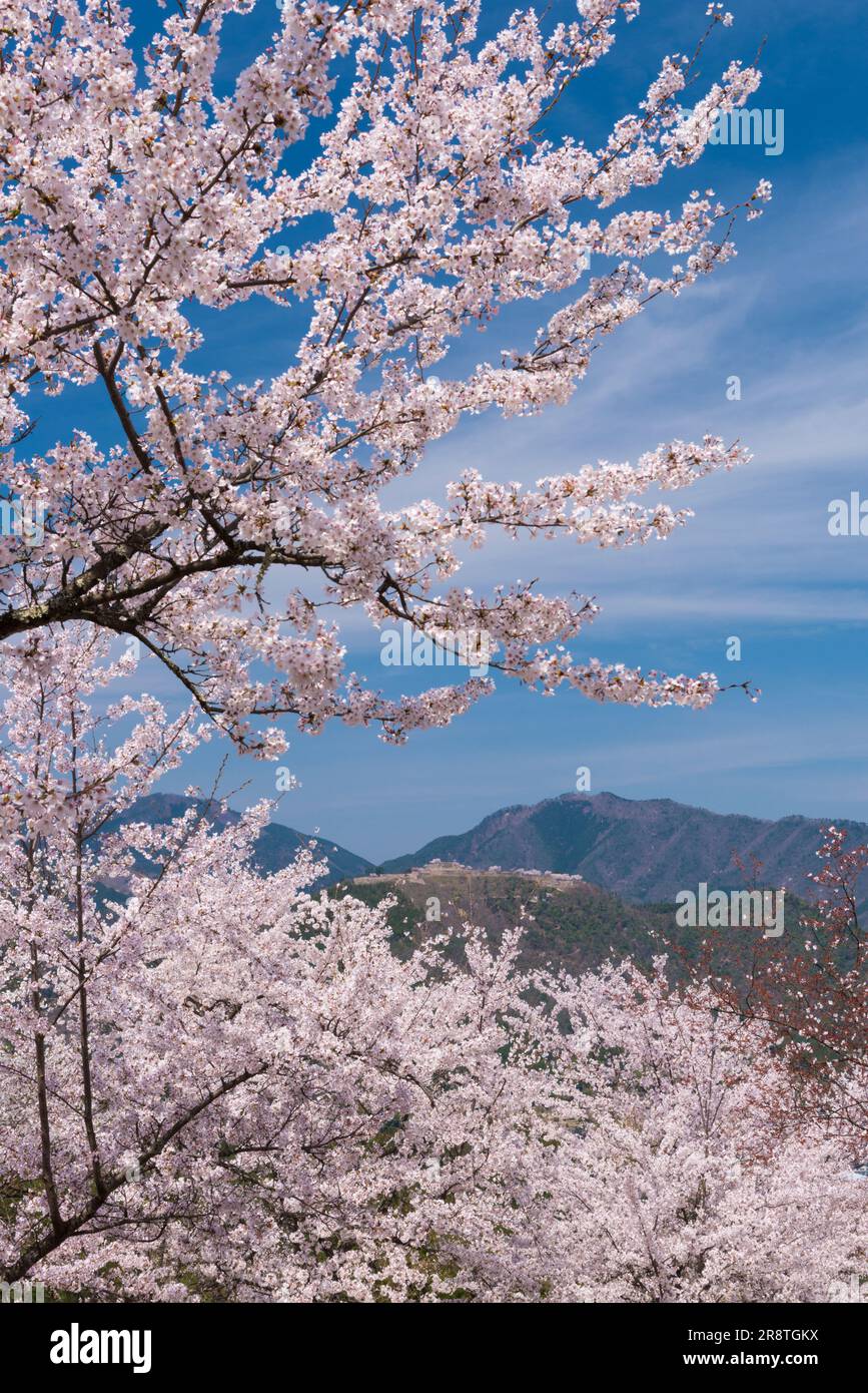 Ritsuunkyo wild cherry tree and Takeda castle trace Stock Photo - Alamy