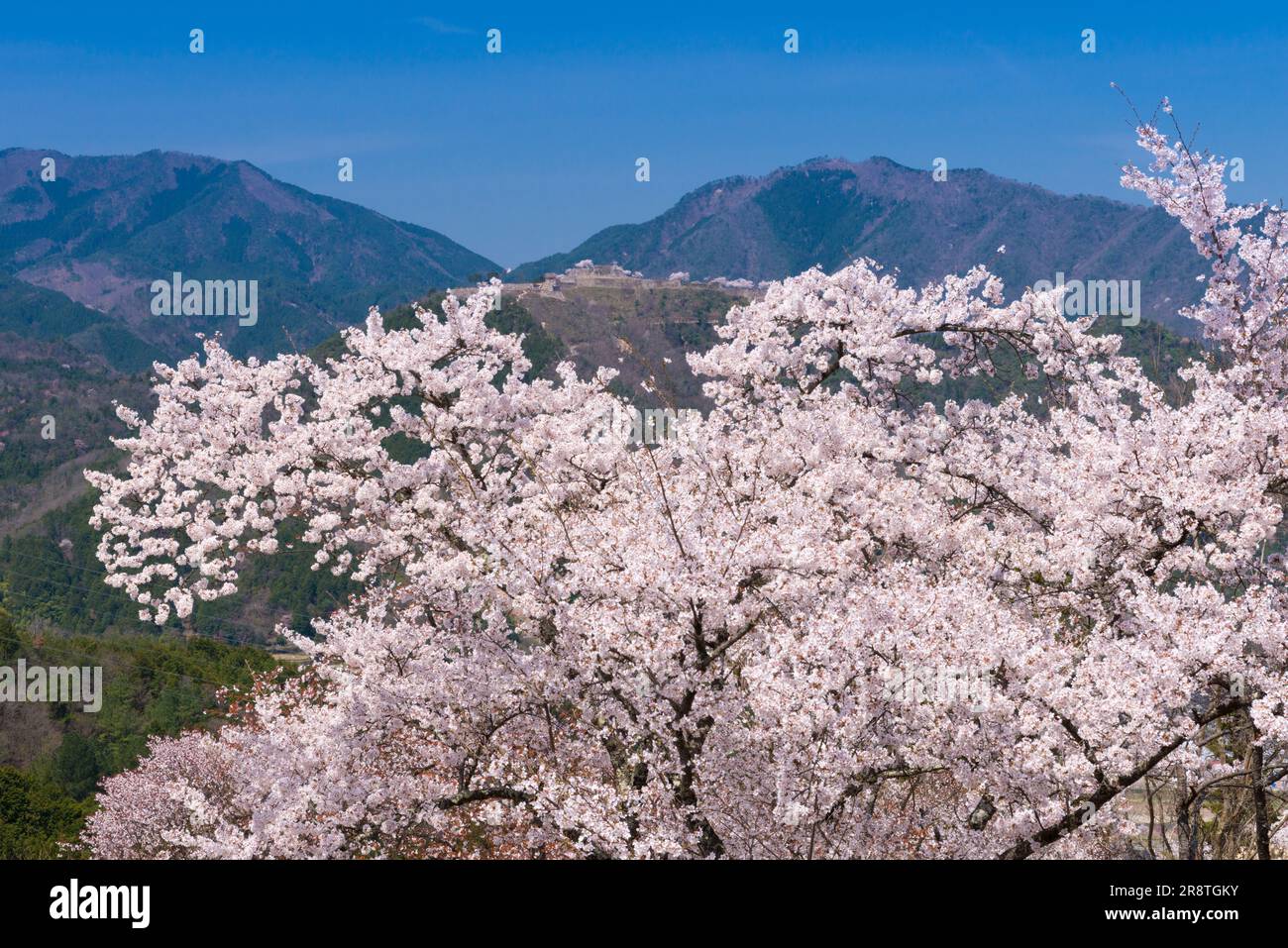 Ritsuunkyo wild cherry tree and Takeda castle trace Stock Photo - Alamy