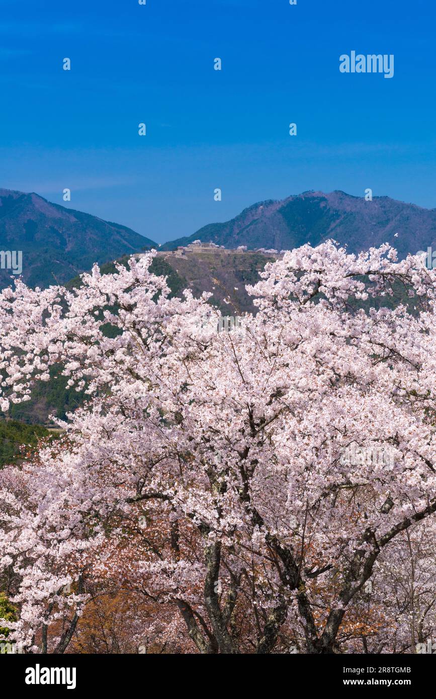 Ritsuunkyo wild cherry tree and Takeda castle trace Stock Photo - Alamy