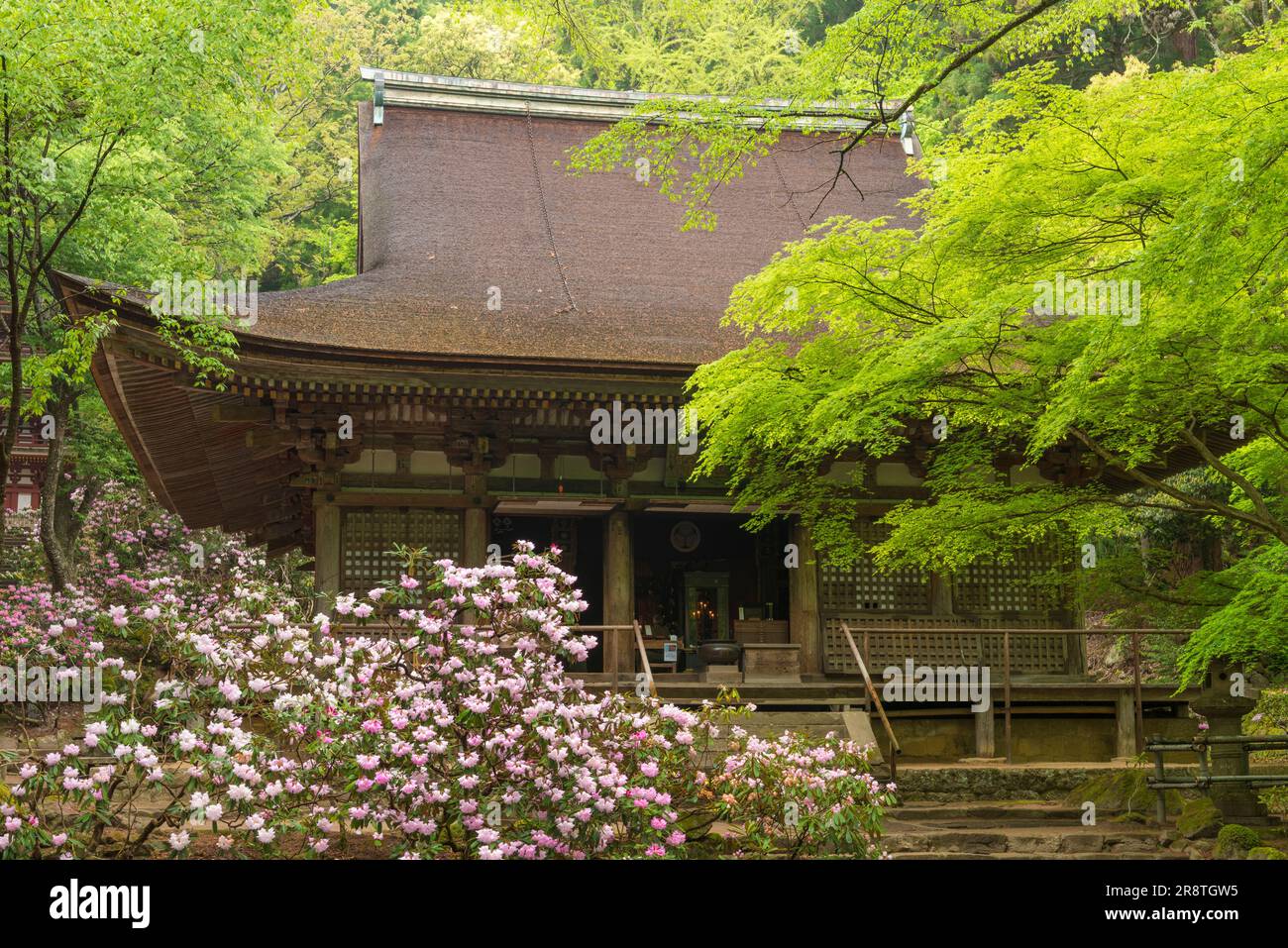 Muroujihondo shrine and alpine roses Stock Photo - Alamy