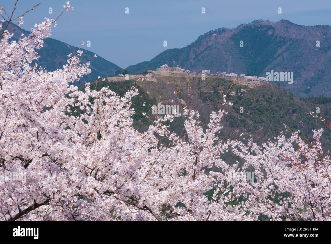 Ritsuunkyo wild cherry tree and Takeda castle trace Stock Photo - Alamy