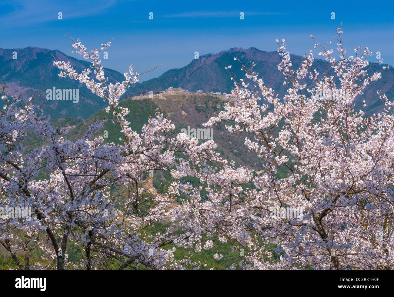 Ritsuunkyo wild cherry tree and Takeda castle trace Stock Photo - Alamy
