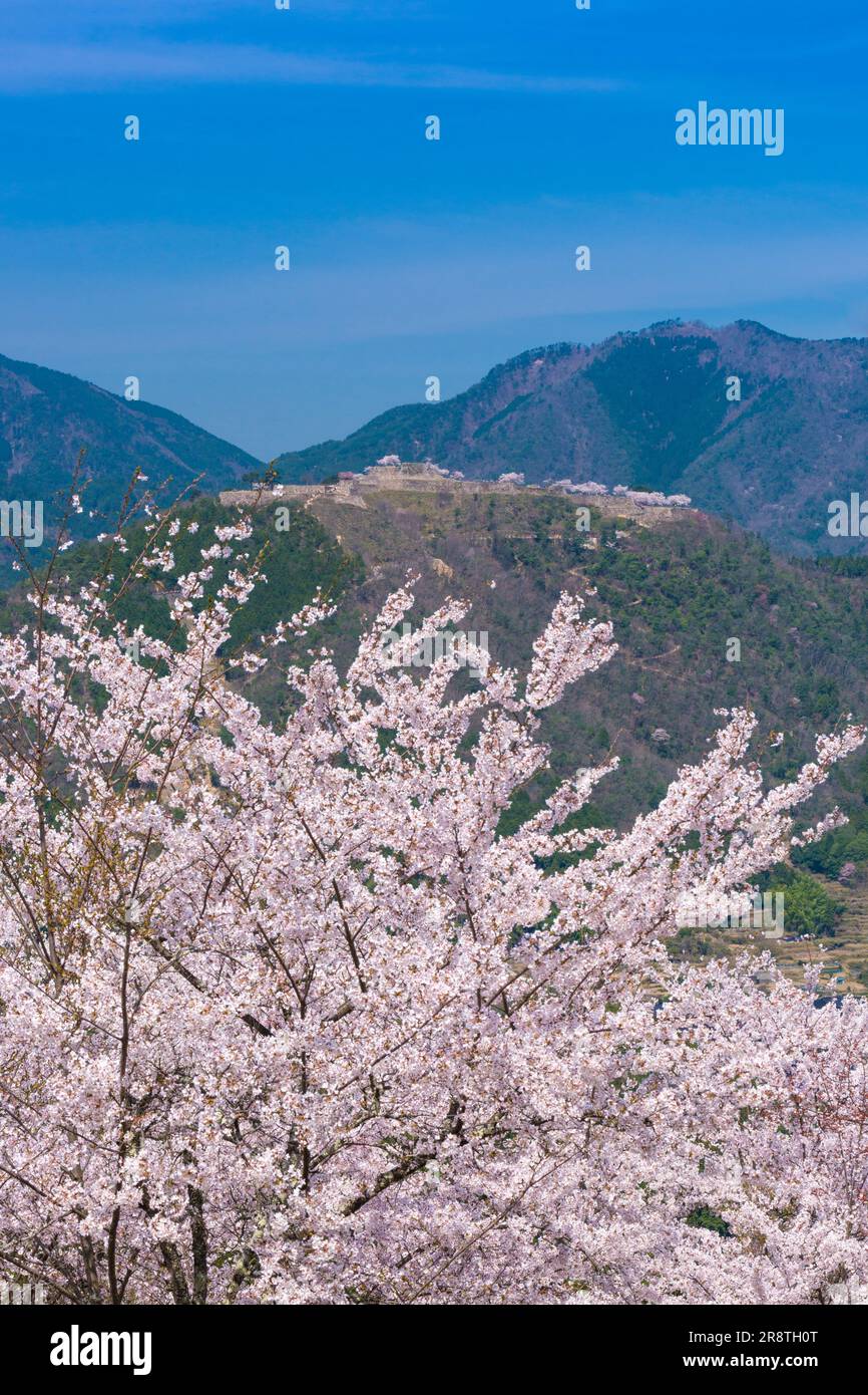 Ritsuunkyo wild cherry tree and Takeda castle trace Stock Photo - Alamy