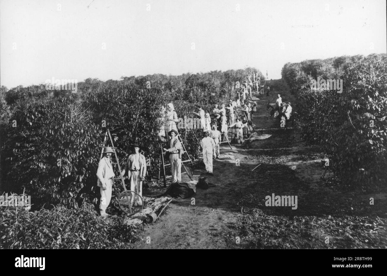 Coffee crop on the Fazenda Guataparia in Brazil around 1930 Stock Photo ...