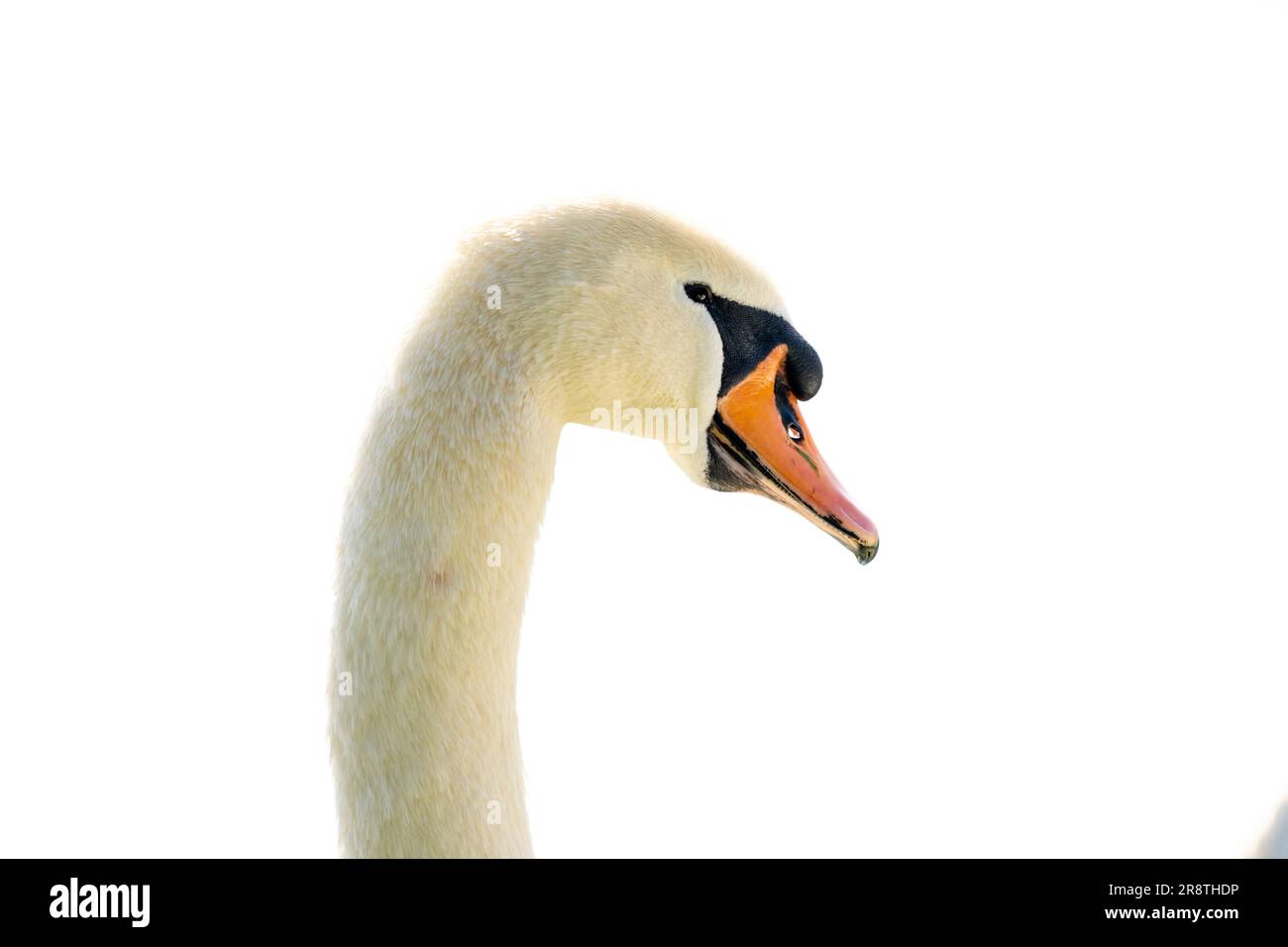 Mute backdrop hi-res stock photography and images - Alamy