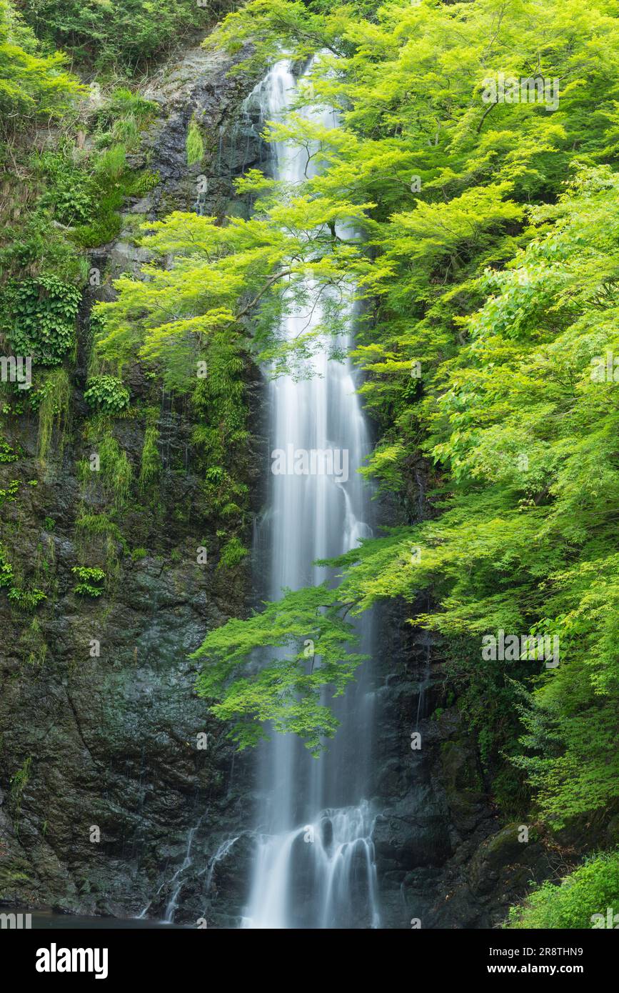 Minoh Waterfall in fresh green Stock Photo - Alamy
