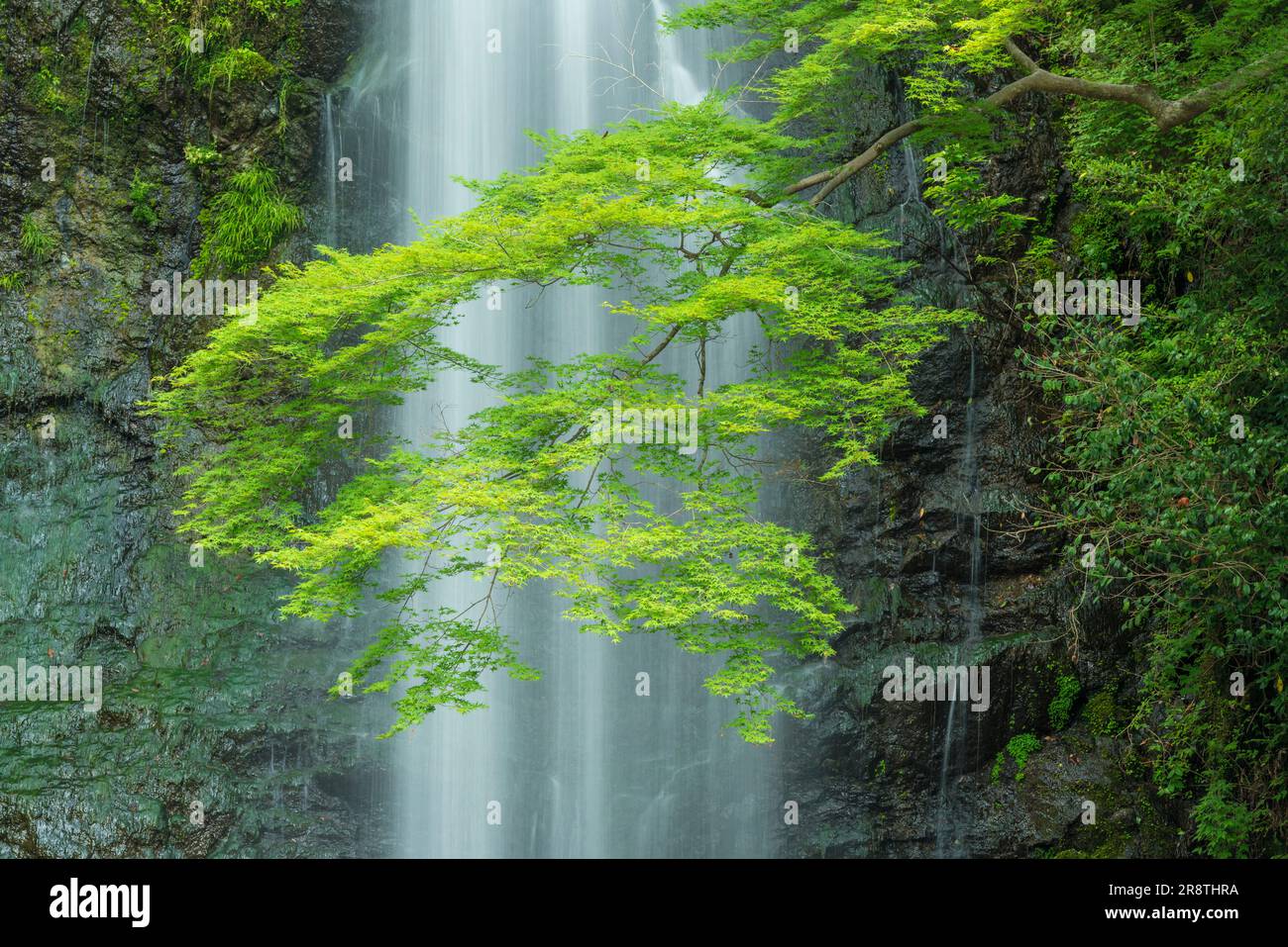 Minoh Waterfall in fresh green Stock Photo - Alamy