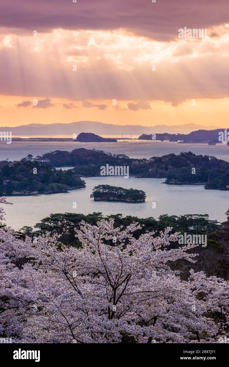 Morning glow of Matsushima in full bloom of cherry blossoms Stock Photo ...