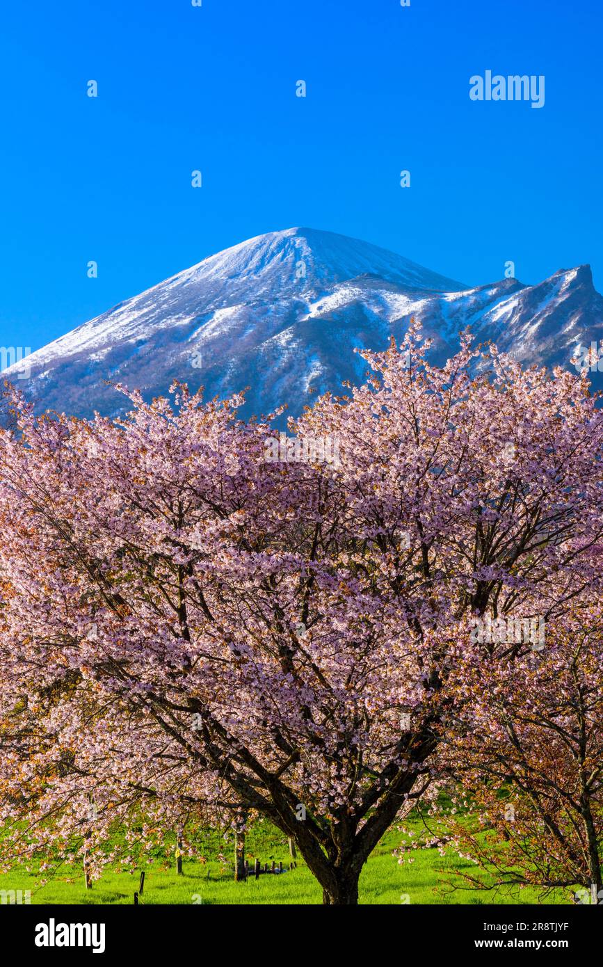 Mt. Iwate and the cherry blossoms of the Hachimantai Plateau Stock Photo - Alamy