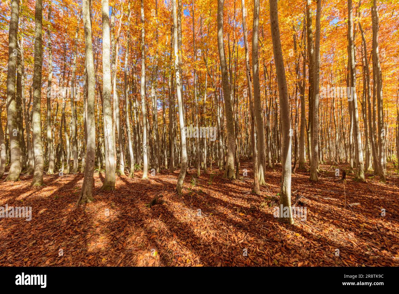 Appi kogen hi-res stock photography and images - Alamy