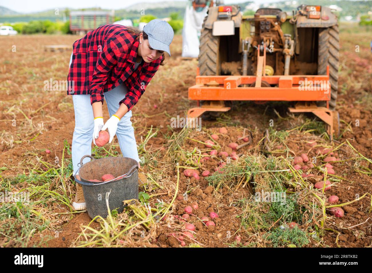 Woman gathers ripe potatoes after tractor has dug up field Stock Photo ...