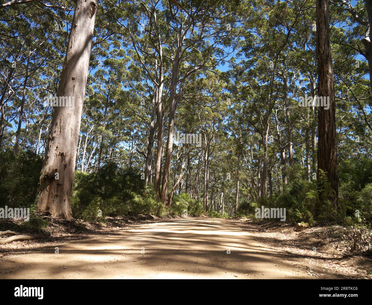 Eucalyptus forest western australia hi-res stock photography and images ...