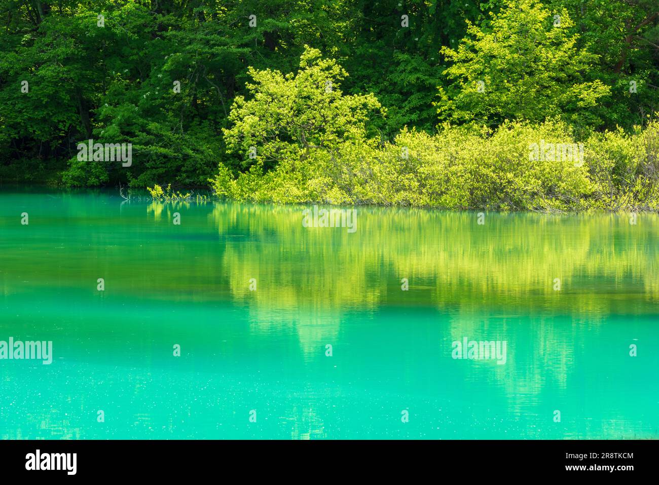 Urabandai Aonuma in fresh green Stock Photo - Alamy
