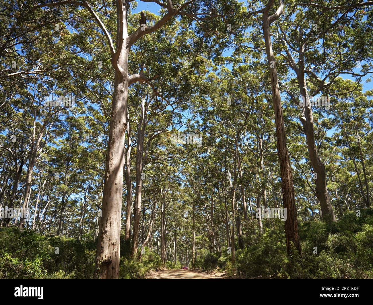 Eucalyptus forest western australia hi-res stock photography and images ...