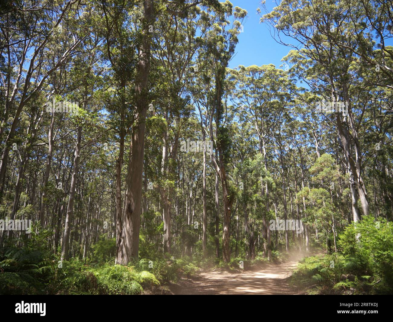 Eucalyptus forest western australia hi-res stock photography and images ...