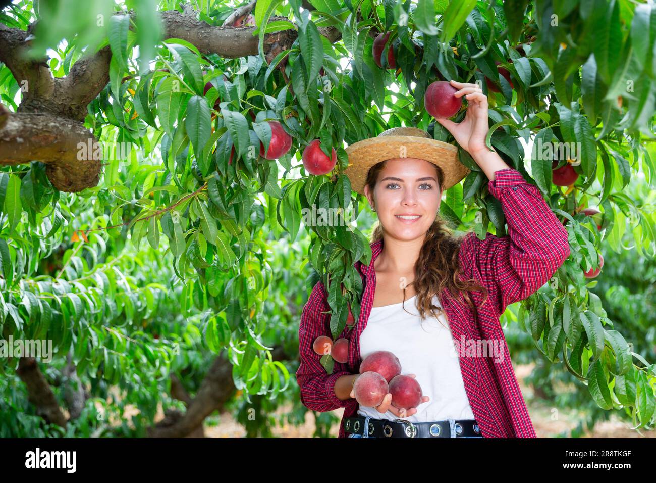 Peach picker hi-res stock photography and images - Alamy
