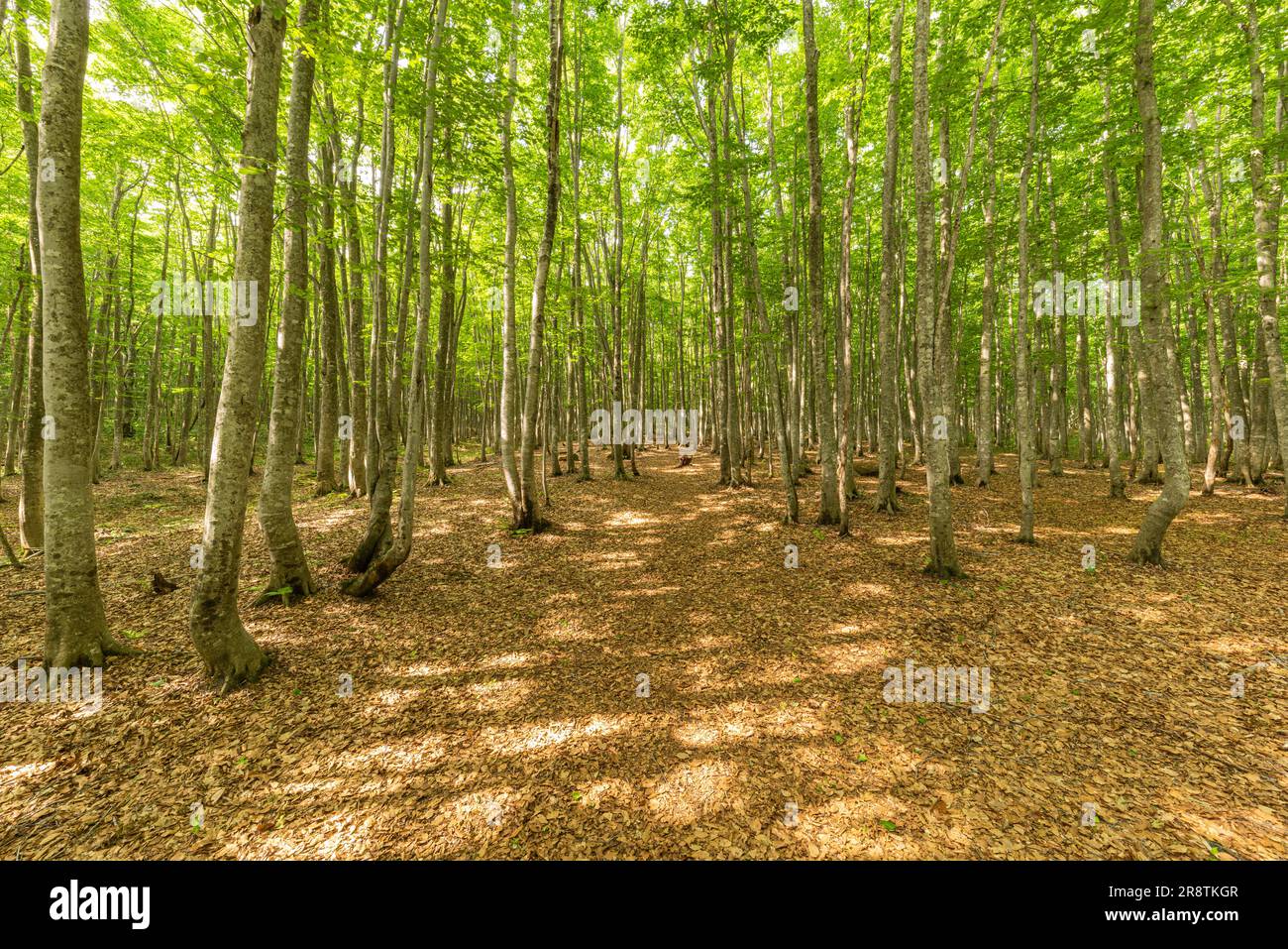 Beech trees in early summer hi-res stock photography and images - Alamy