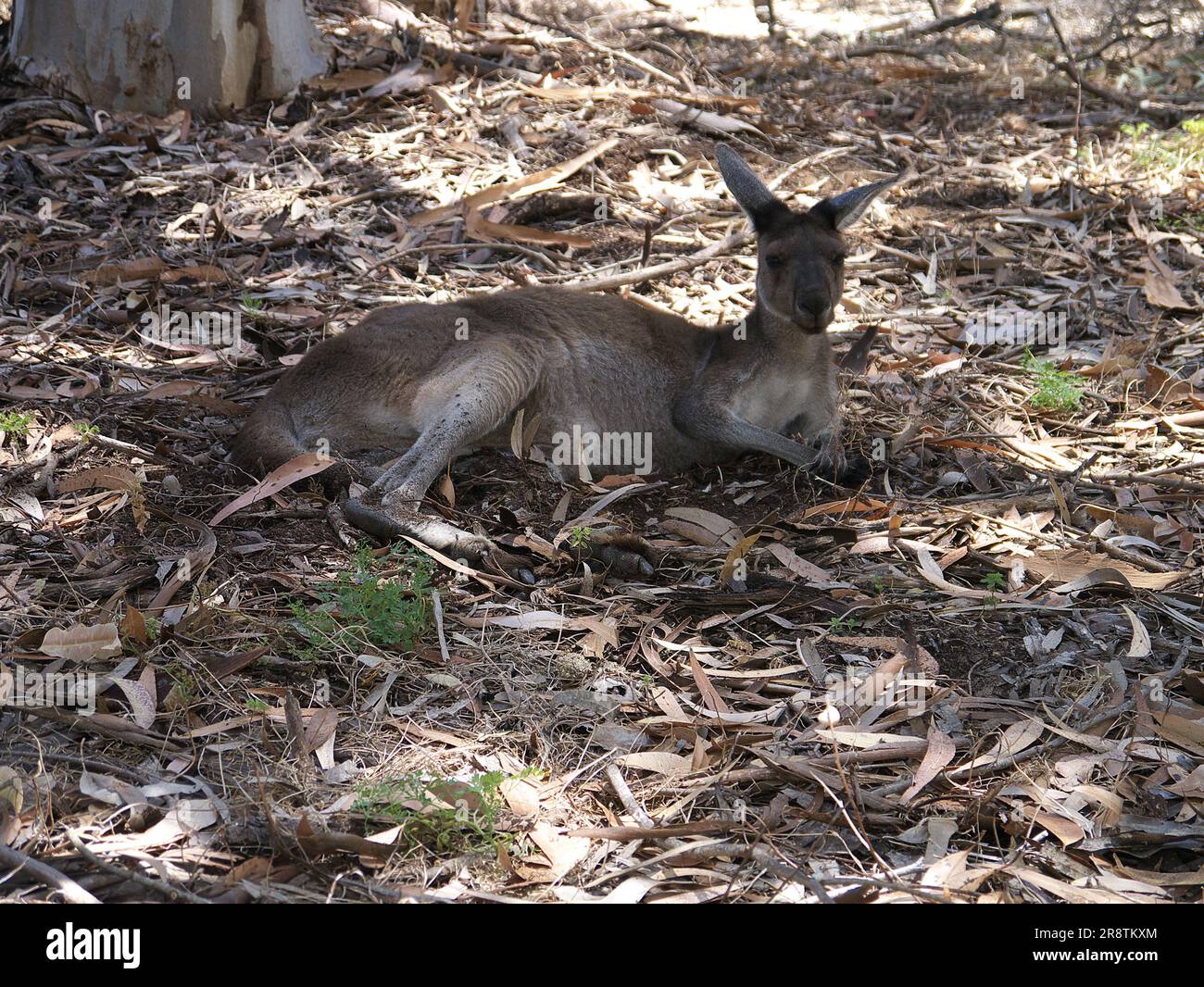 Kangaroo chilling under a tree Stock Photo - Alamy