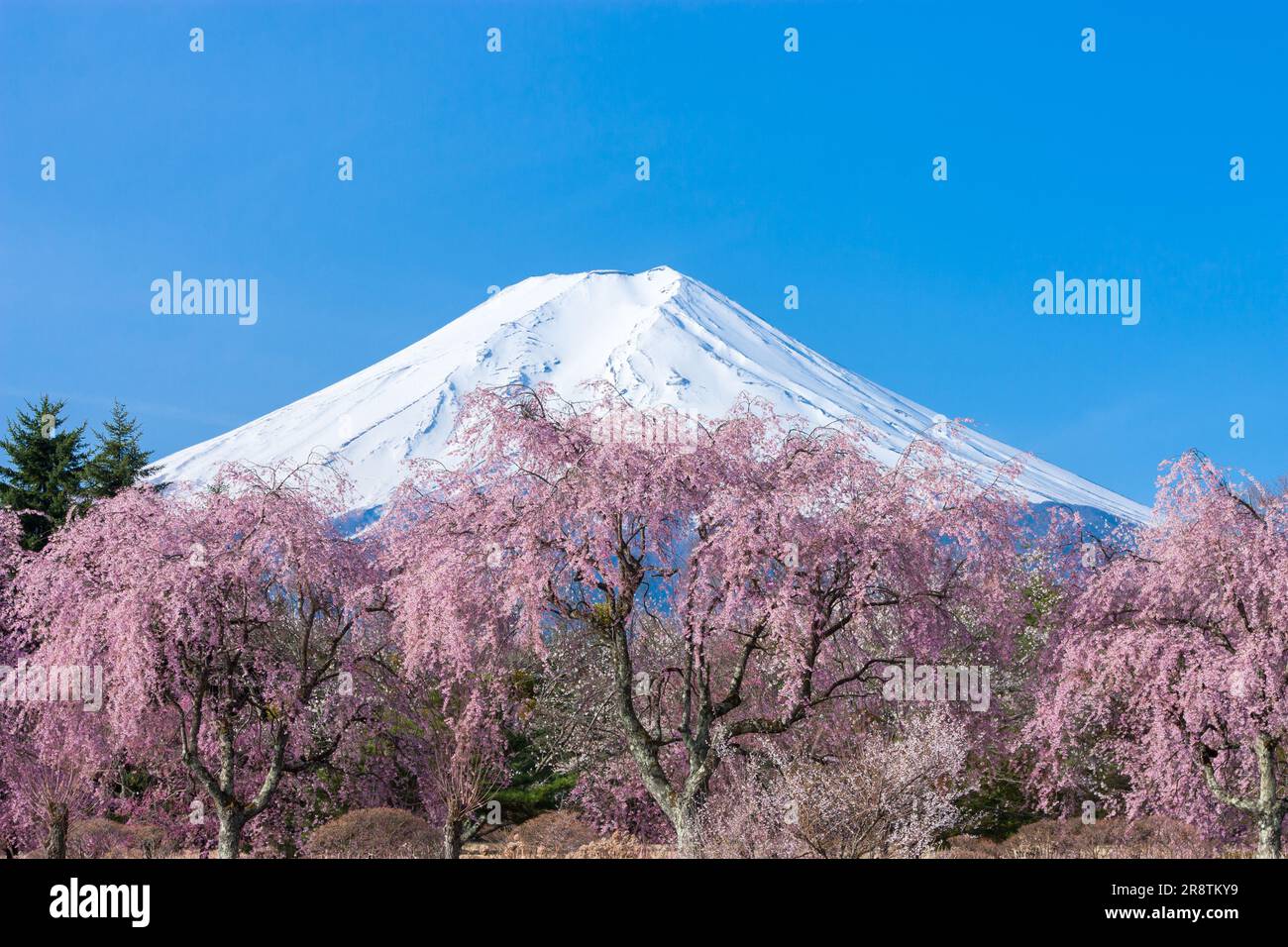 Cherry flowers and mount fuji hi-res stock photography and images - Alamy