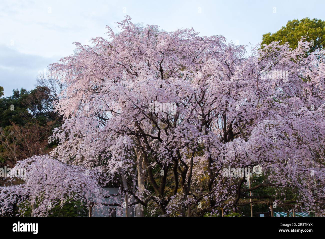 Weeping flower hi-res stock photography and images - Alamy