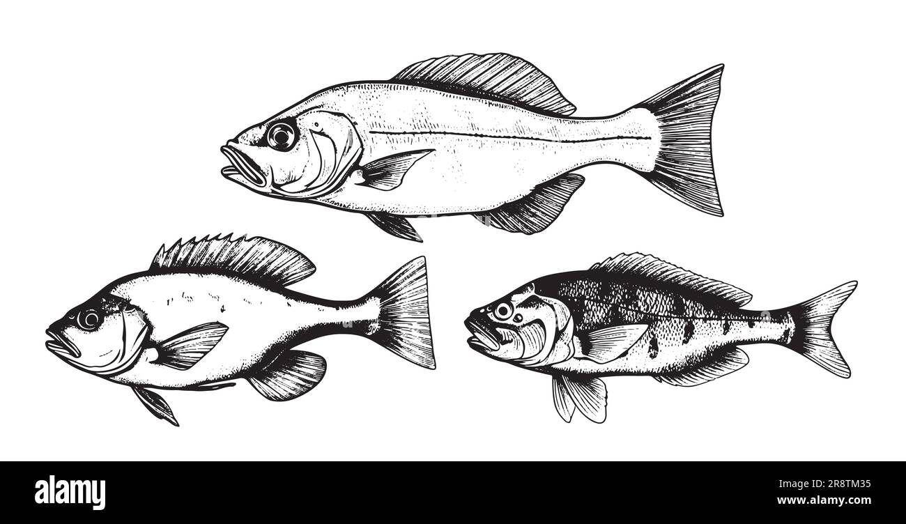 Set of fish sketch hand drawn engraving style illustration Stock Vector ...