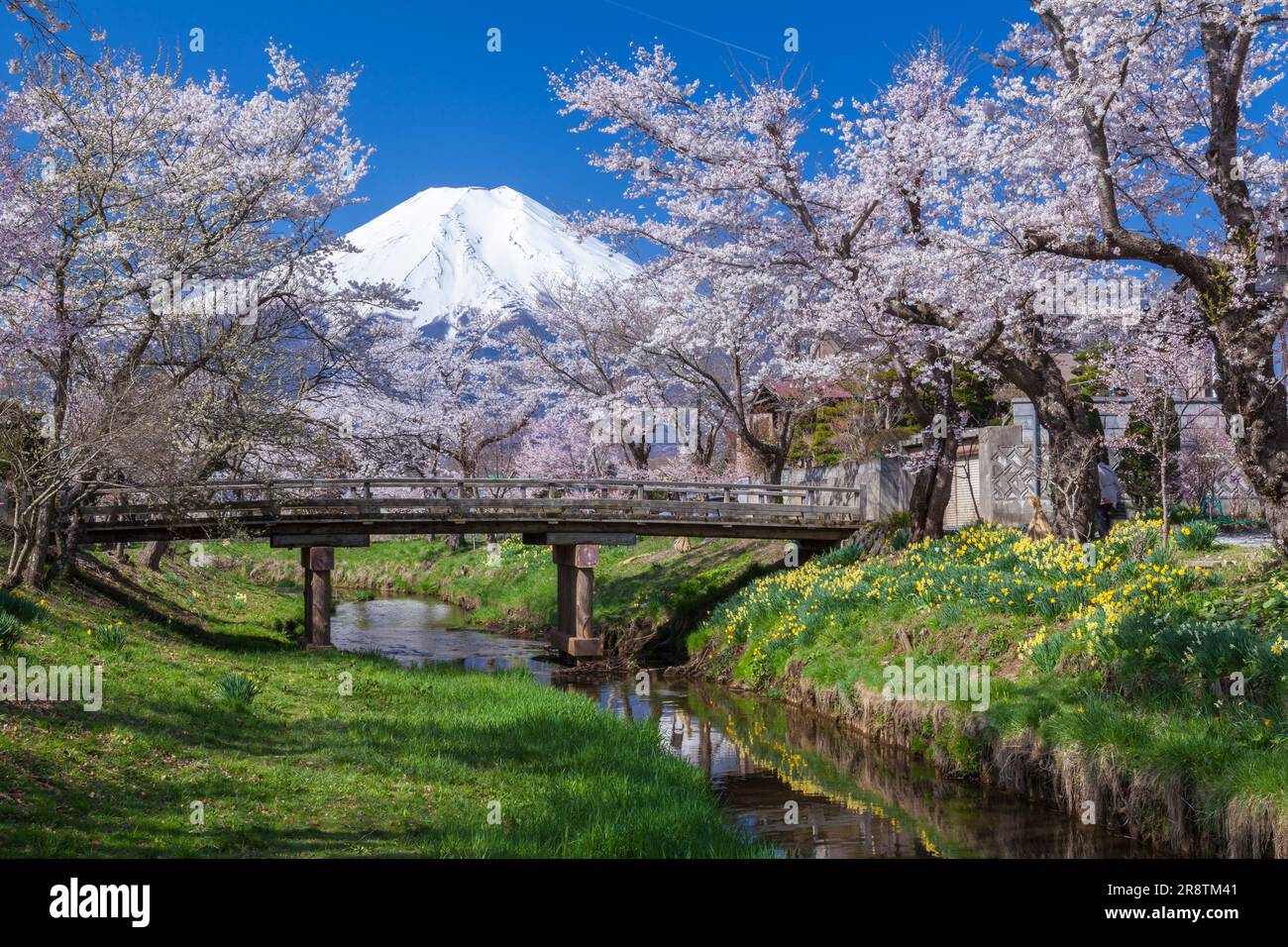 Mt. Fuji and Cherry blossoms of Shinmei Shogawa river in Oshino Stock ...