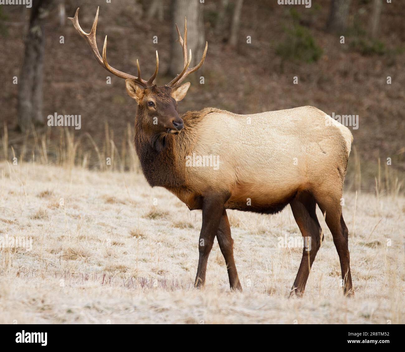 Elk animal walking in field hi-res stock photography and images - Alamy