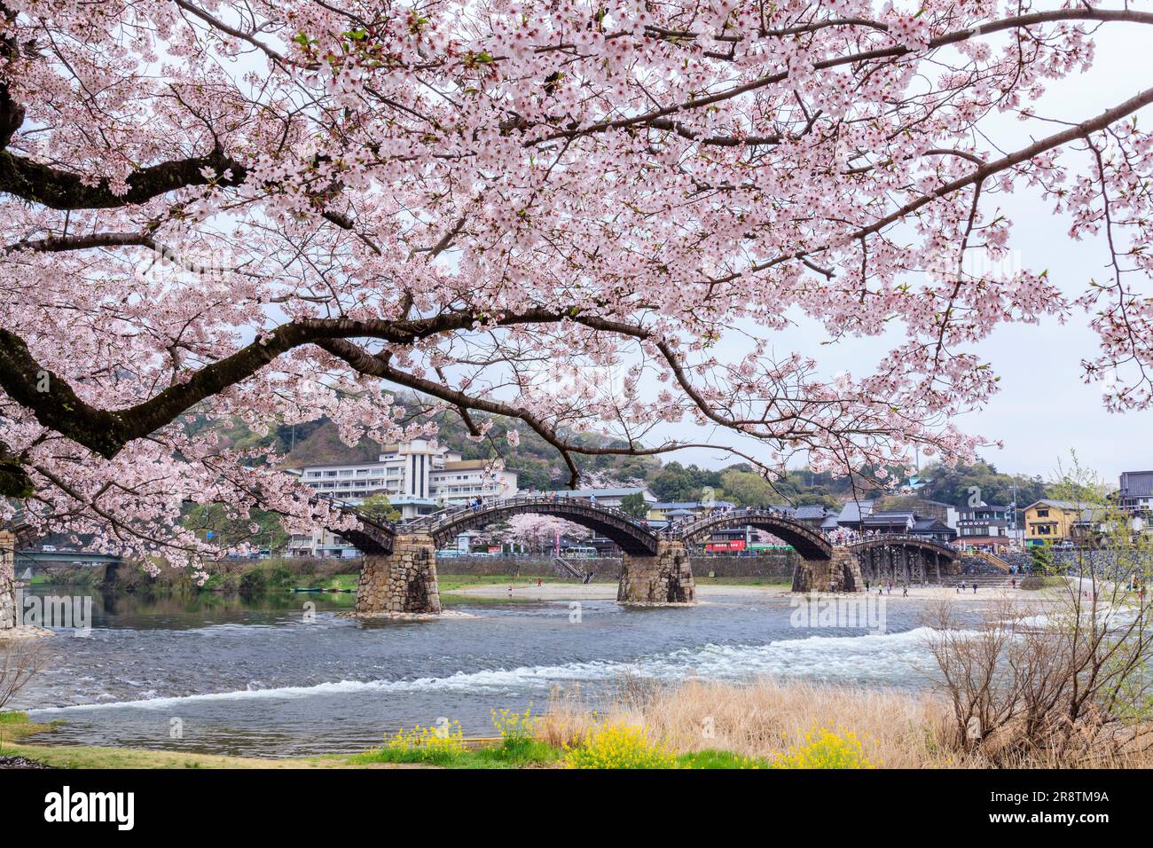 Kintai-bashi bridge and cherry blossoms Stock Photo - Alamy