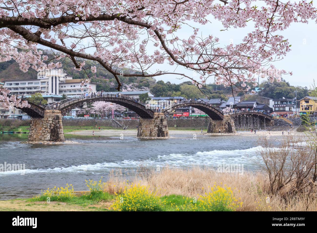 Kintai-bashi bridge and cherry blossoms Stock Photo - Alamy