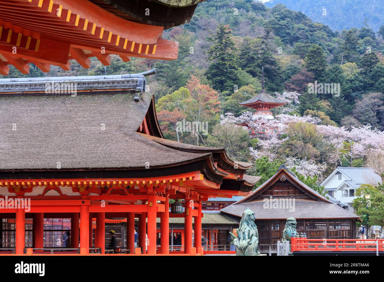 Itsukushima cherry hi-res stock photography and images - Alamy