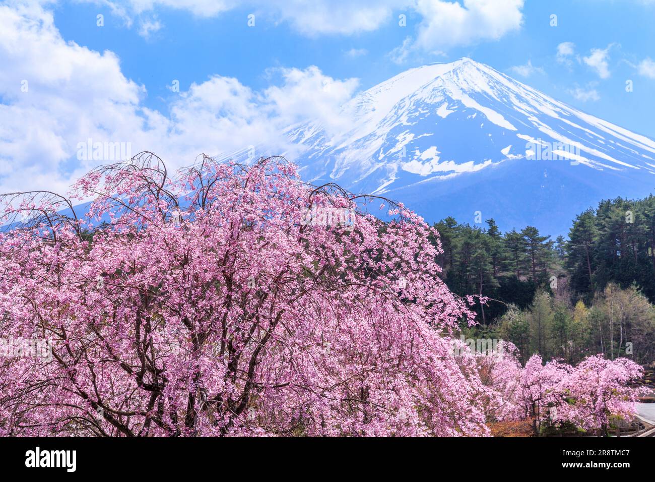 Pink sakura branch mountain hi-res stock photography and images - Alamy