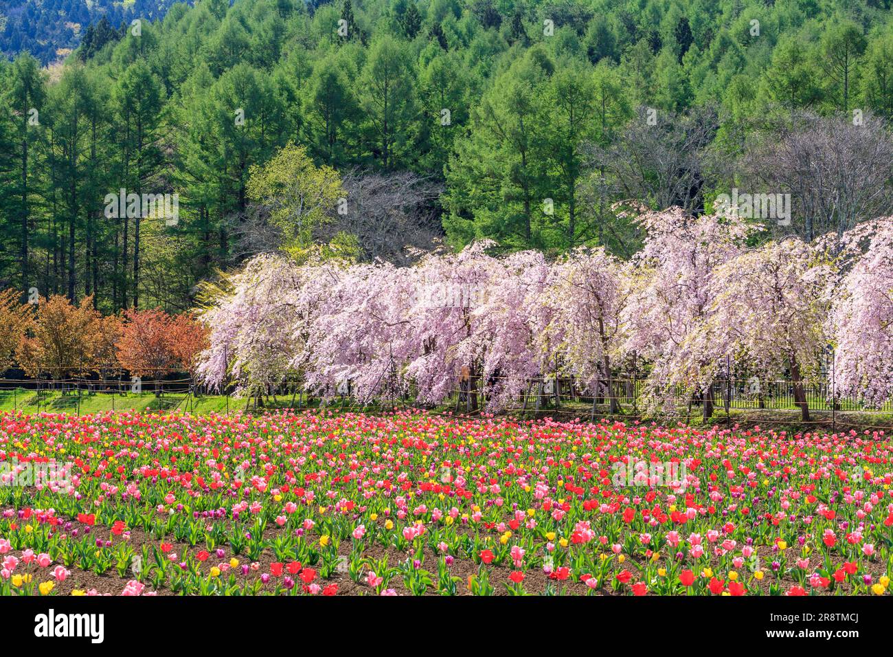 A row of cherry trees and tulips Stock Photo - Alamy