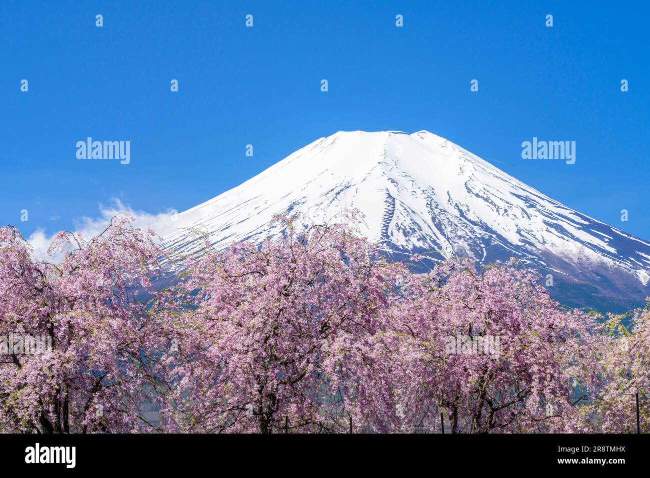 Sakura flowers on a branch and Mount Fuji Stock Photo - Alamy