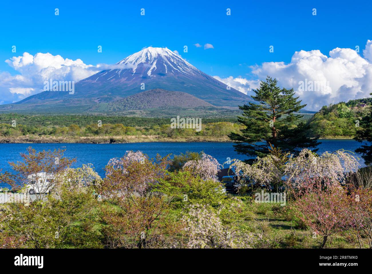 Cherry Blossoms at Lake Shojin and Mt Stock Photo - Alamy