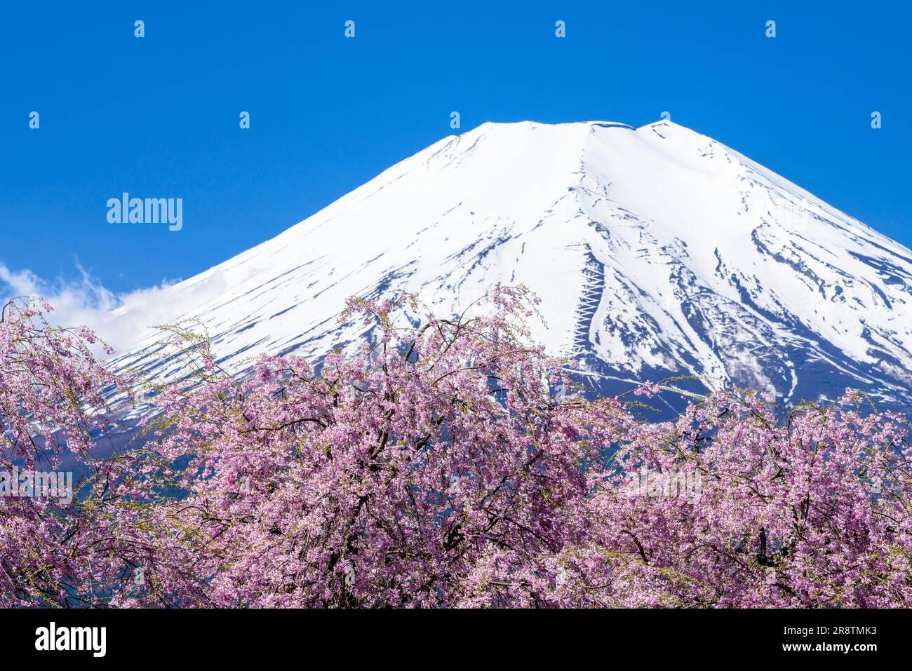 Sakura flowers on a branch and Mount Fuji Stock Photo - Alamy