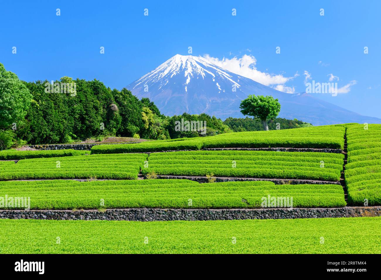 Tea Plantations and Mount Fuji Stock Photo - Alamy