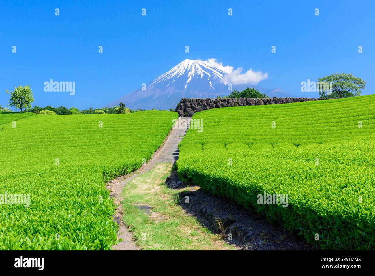 Tea Plantations and Mount Fuji Stock Photo - Alamy