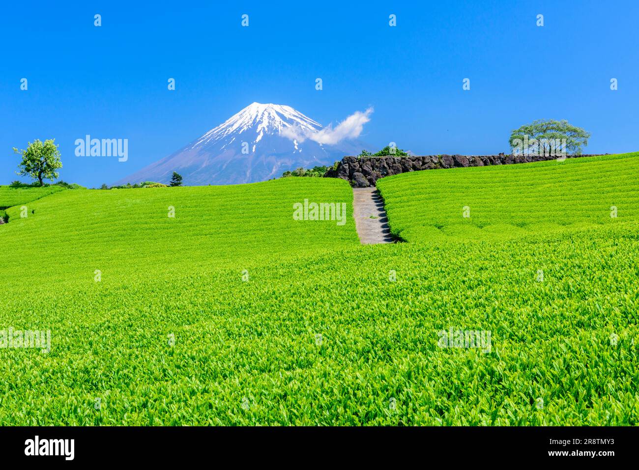 Tea Plantations and Mount Fuji Stock Photo - Alamy