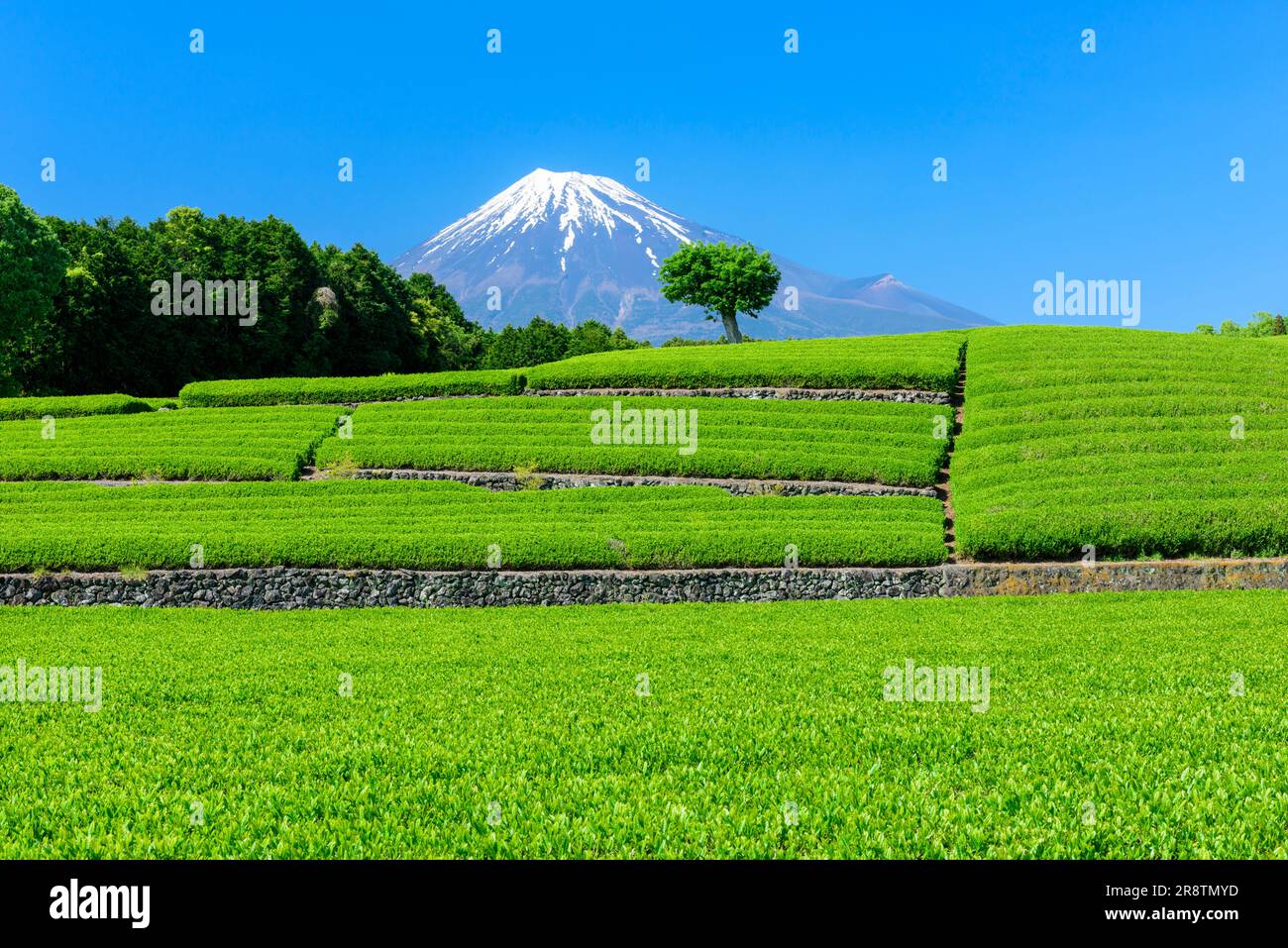 Tea Plantations and Mount Fuji Stock Photo - Alamy