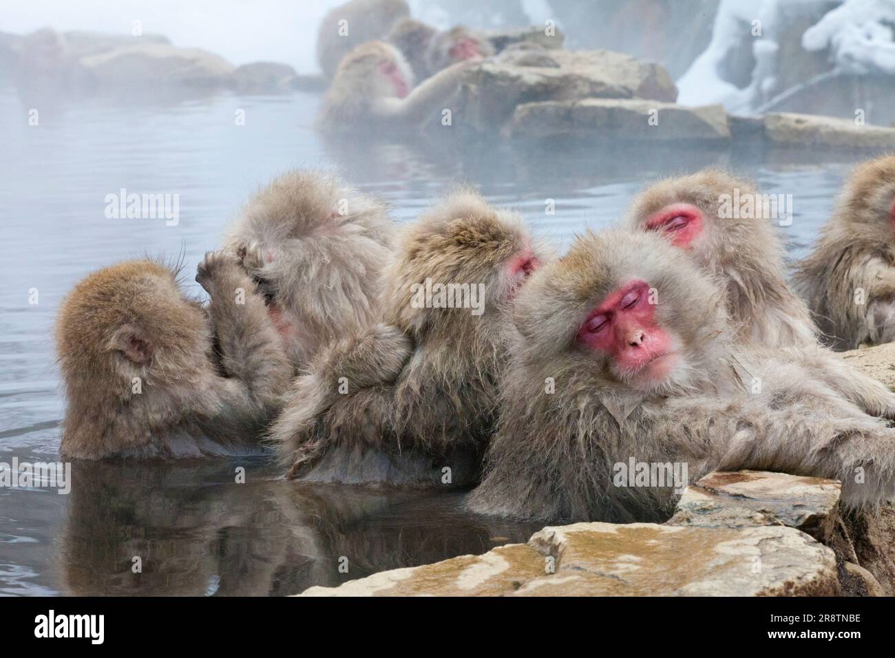 Monkey entering a hot spring in Jigokudani Monkey Park Stock Photo - Alamy