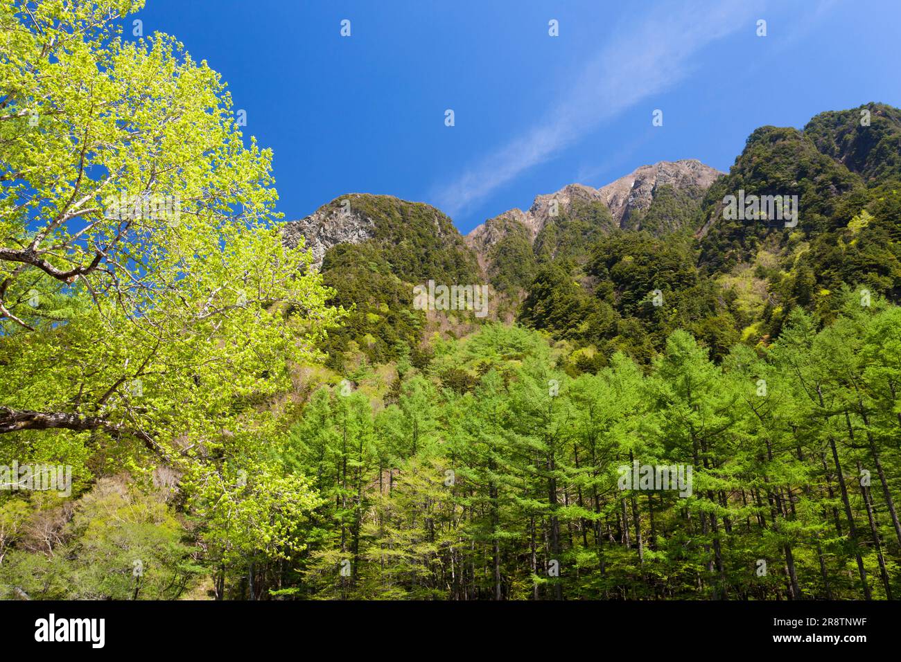 Mt. 600 in fresh green Stock Photo - Alamy