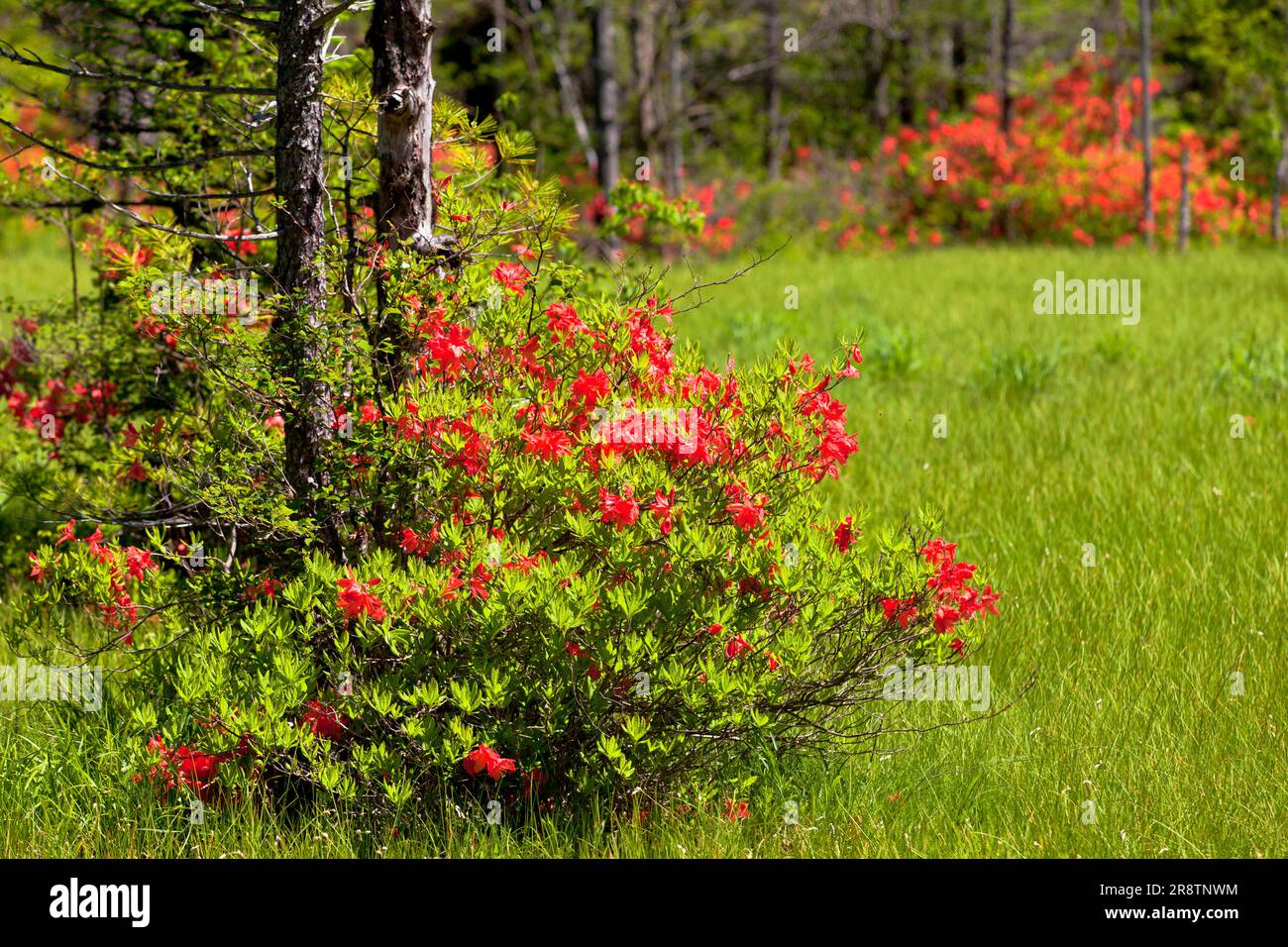 Japanese national flower hi-res stock photography and images - Alamy