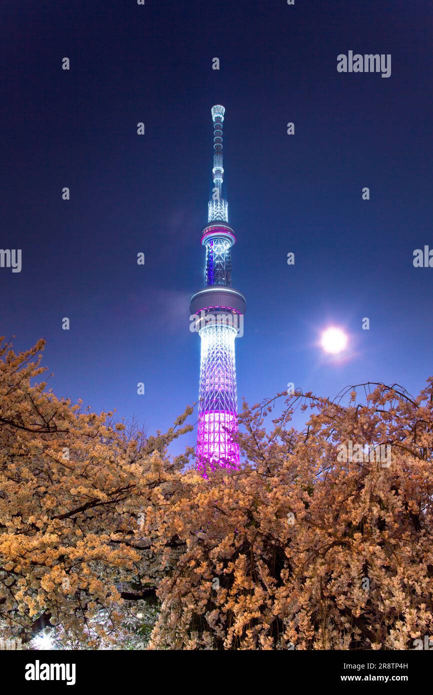 Moon, Sky Tree and Night Cherry Trees Stock Photo - Alamy