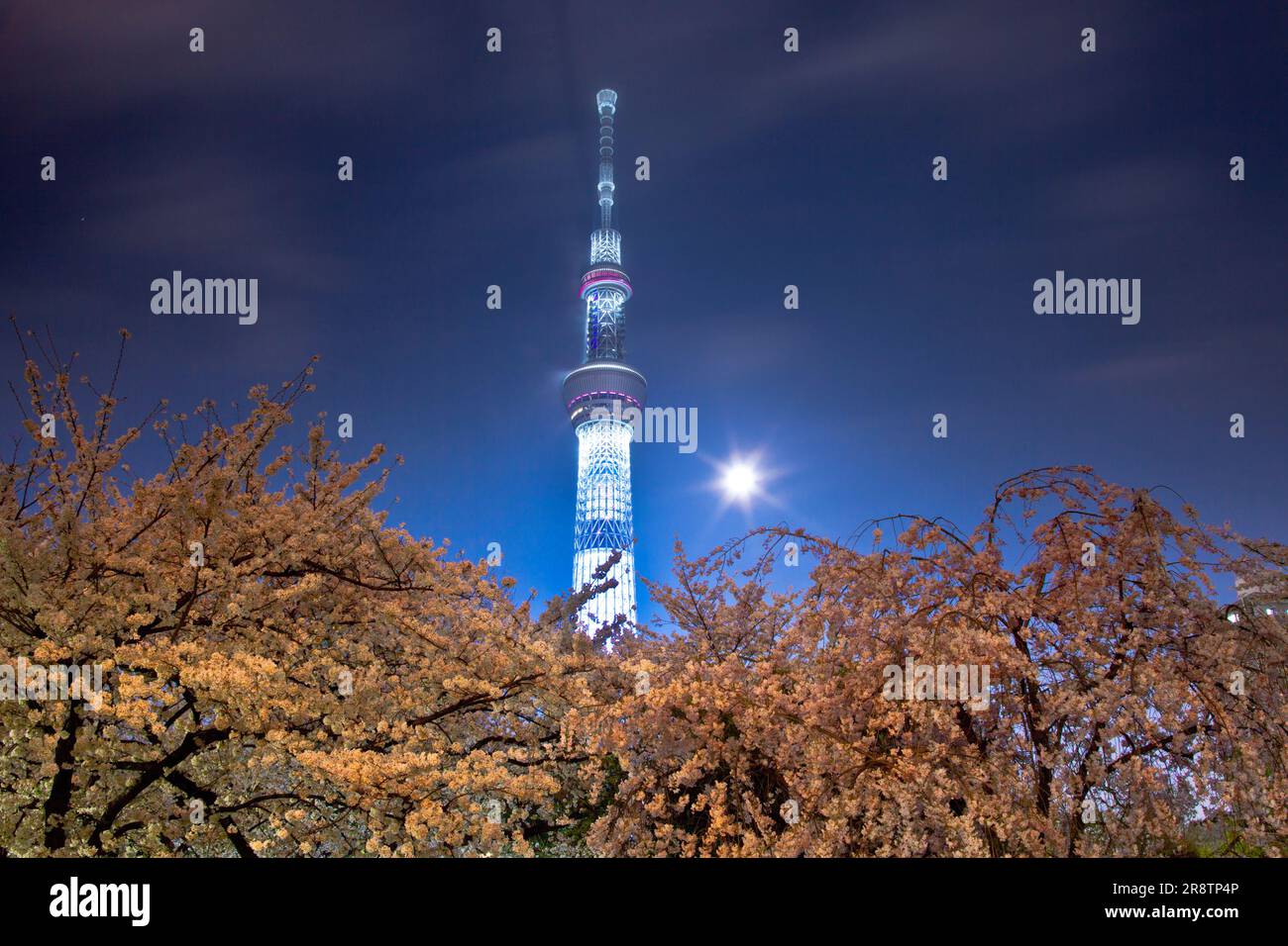 Moon, Sky Tree and Night Cherry Trees Stock Photo - Alamy
