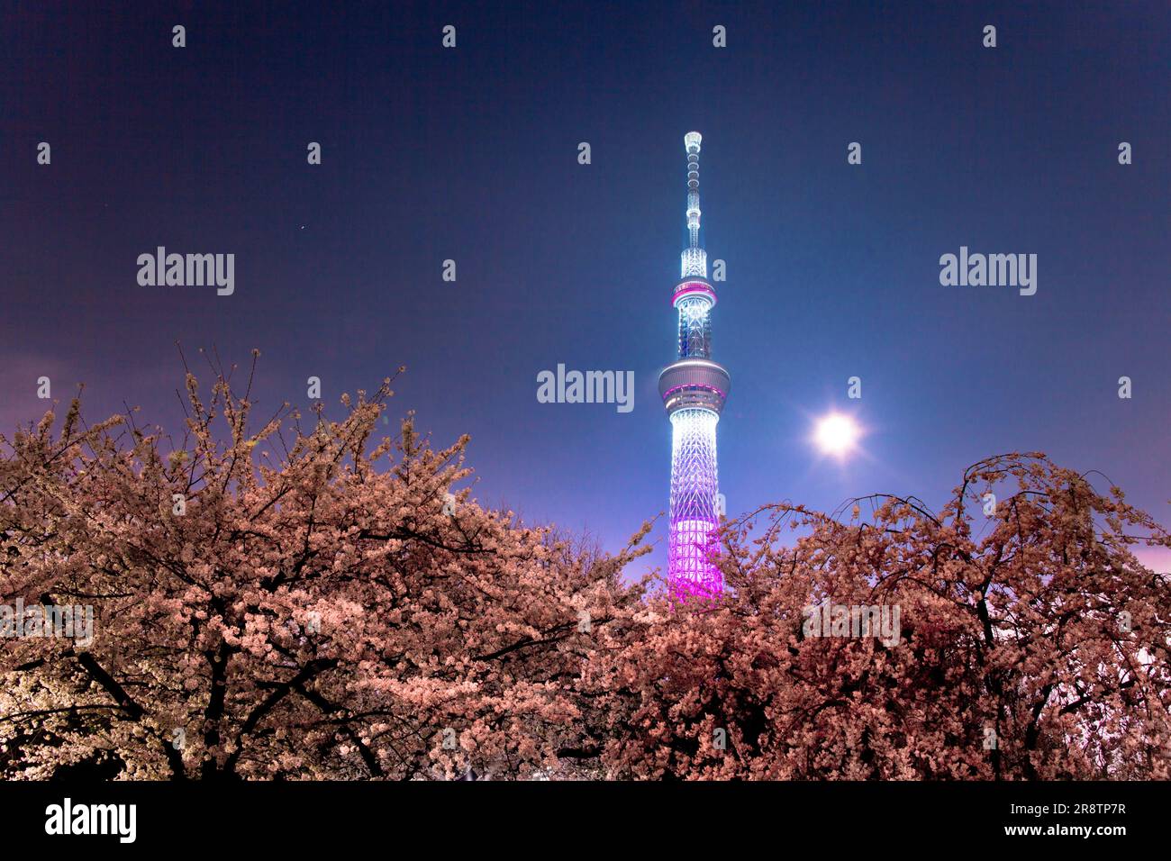 Moon, Sky Tree and Night Cherry Trees Stock Photo - Alamy