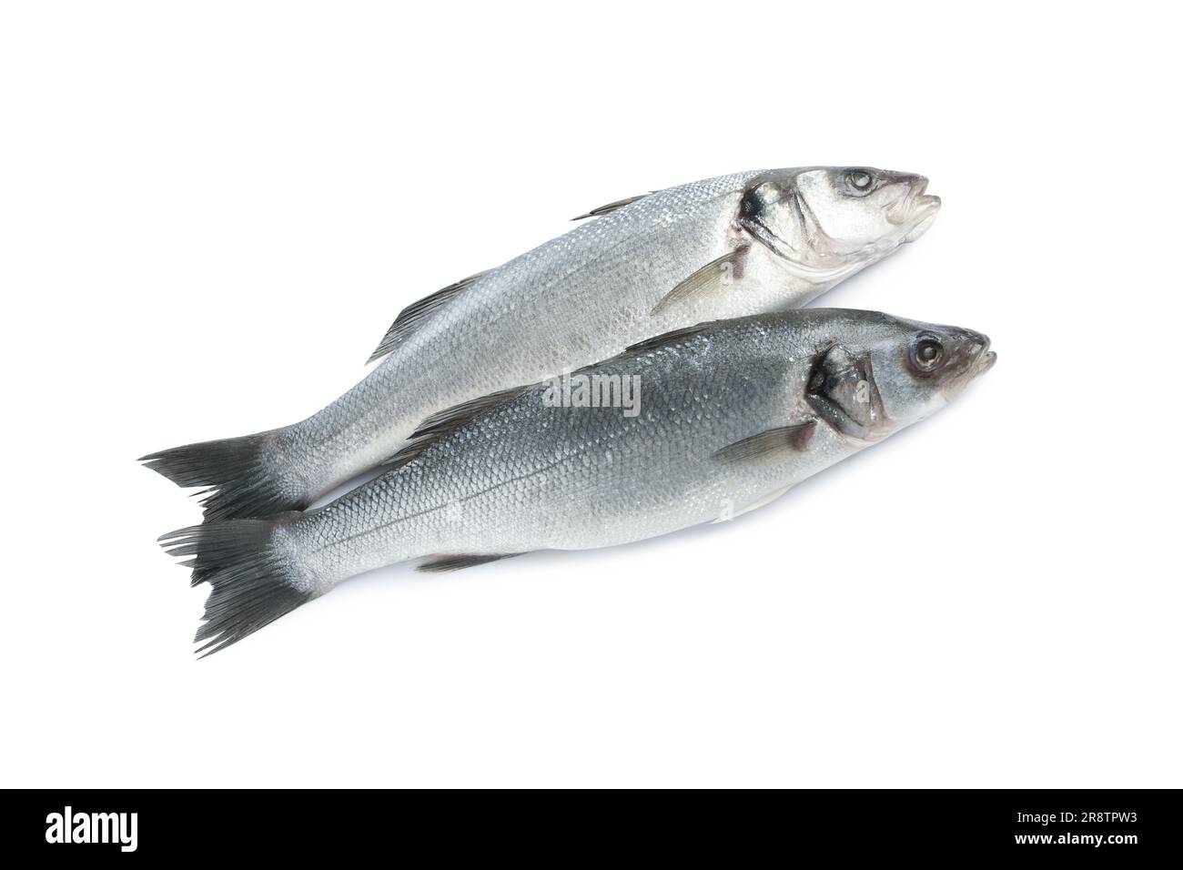 Fresh sea bass fish on white background, top view Stock Photo - Alamy