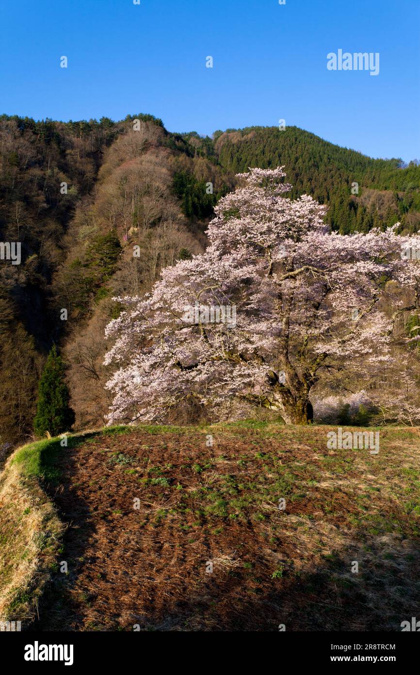 Cherry blossom of Koma-Tsunagi Stock Photo - Alamy